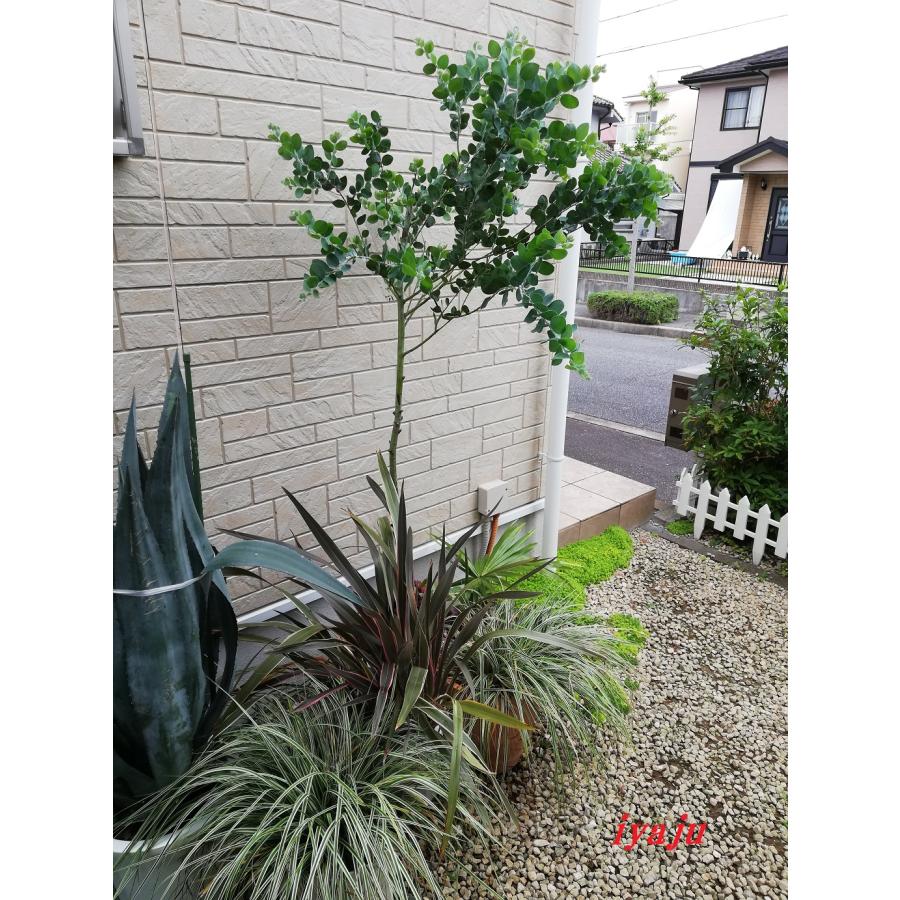 パールアカシア 10号（0630） オシャレな観葉植物 新築祝い 開店祝い シンボルツリー : KOBE-IYAJU - 通販 - Yahoo!ショッピング