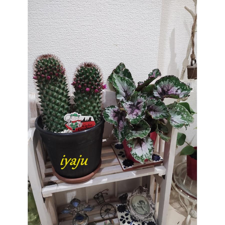 サボテン カクタス（0205） オシャレな観葉植物 ドライガーデン カリフォルニアスタイル : KOBE-IYAJU - 通販 - Yahoo!ショッピング