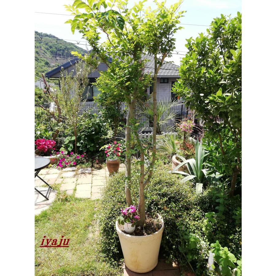 シマトネリコ 10号（0088） 幹太タイプ オシャレな観葉植物 新築祝い 開店祝い シンボルツリー : KOBE-IYAJU - 通販 - Yahoo!ショッピング