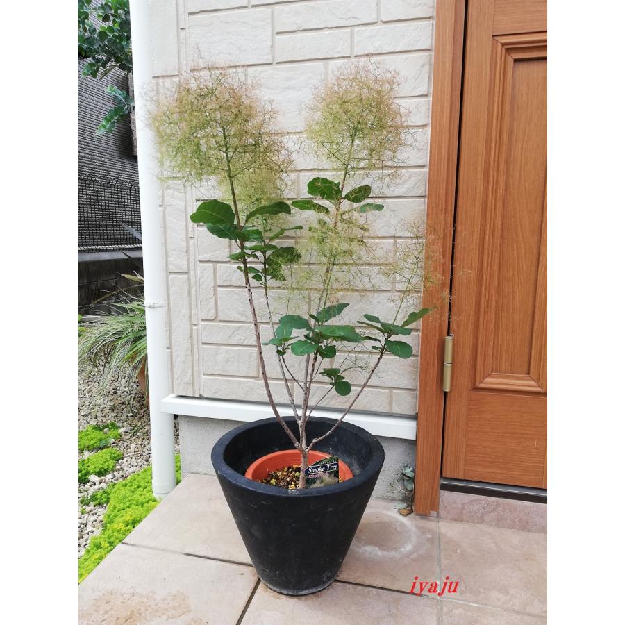 スモークツリー 7号 ピンクパール(0625) トロピカルガーデン : KOBE-IYAJU - 通販 - Yahoo!ショッピング