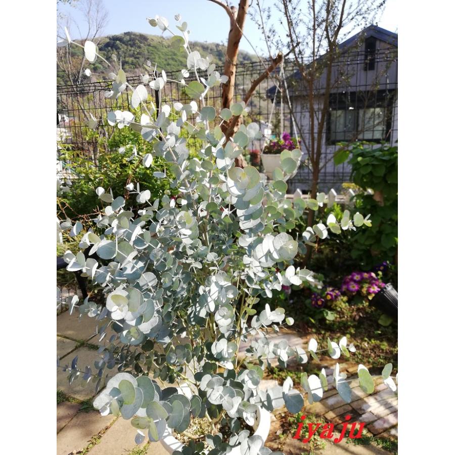 ユーカリ アーニゲラ 6号 （観葉植物：0220） 新築祝い 開店祝い シンボルツリー : KOBE-IYAJU - 通販 - Yahoo!ショッピング