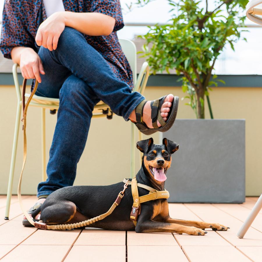 イージードッグ EZY DOG ゼロショックライト リード 120cm コーデュロイ : コジコジ - 通販 - Yahoo!ショッピング