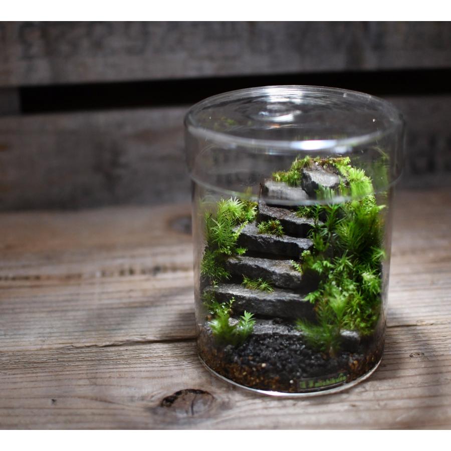苔テラリウム 階段 完成品 苔盆栽 コケリウム 苔 観葉植物 苔テラリウム 階段 完成品 苔盆栽 コケリウム 苔 観葉植物