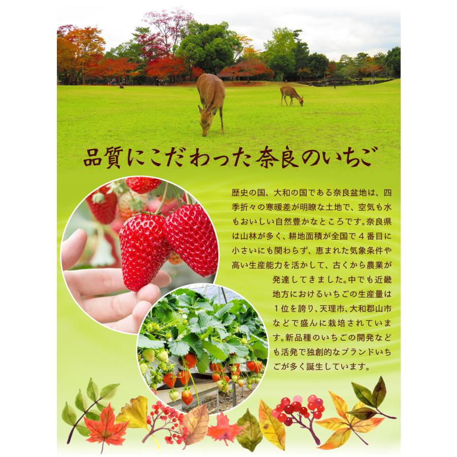 いちご 古都華 540g（270g×2パック）奈良産 ことか ご家庭用 送料無料 食品 : くだもの大陸・国華園 - 通販 - Yahoo!ショッピング