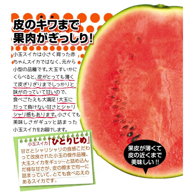 小玉すいか 約4kg（3〜5玉）熊本産 送料無料 食品 : くだもの大陸・国華園 - 通販 - Yahoo!ショッピング