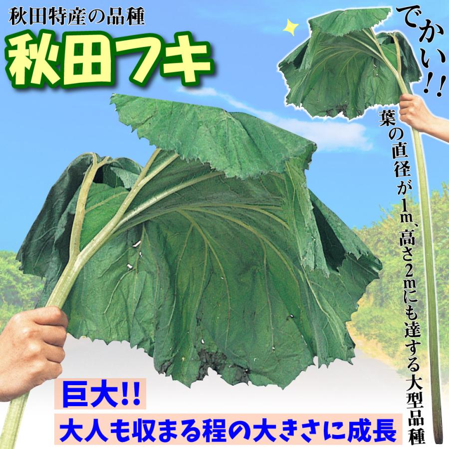 山菜 こごみ 4株 家庭菜園 自給自足 コゴミ 山 天ぷら パスタ 美味しい 人気 有用植物苗 国華園 最新最全の