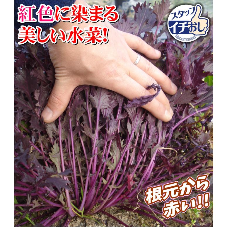 種 野菜たね ユニーク野菜 F1紅みずな 1袋（2ml） : 花と緑 国華園 - 通販 - Yahoo!ショッピング