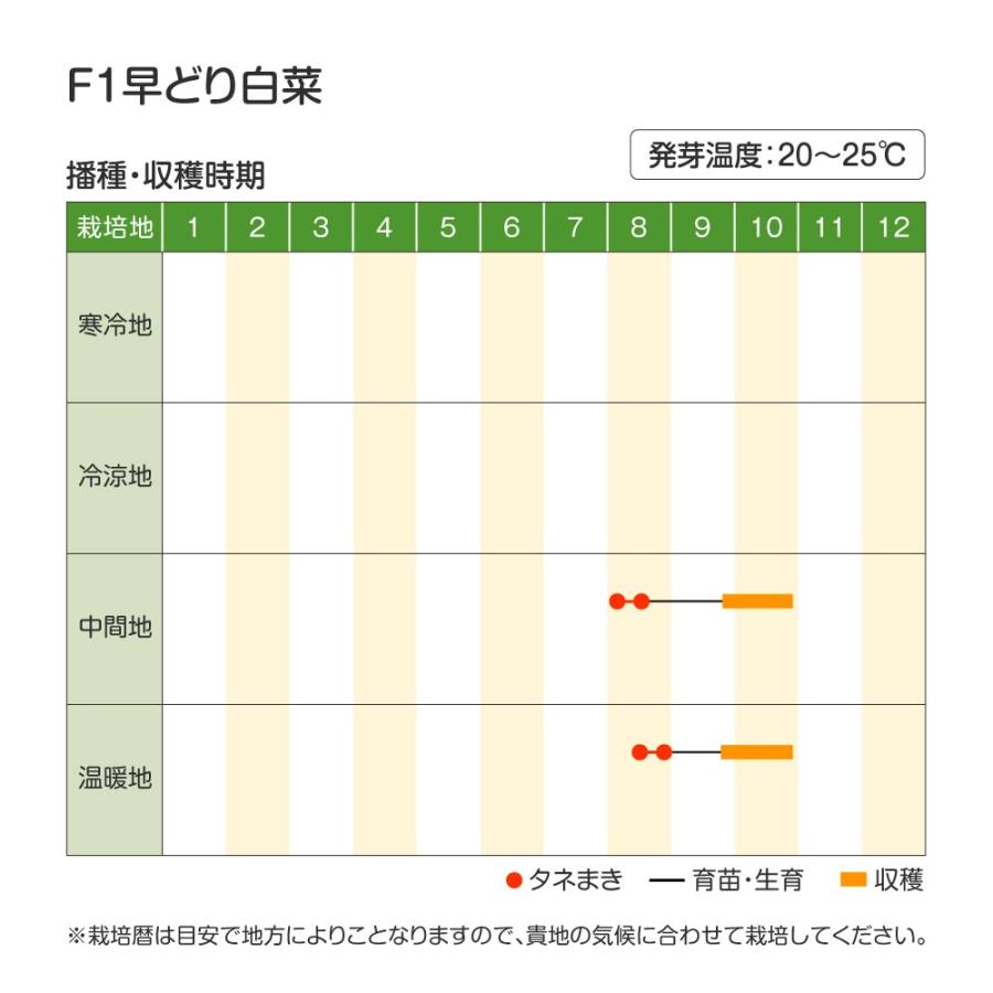 種 野菜たね ハクサイ F1早どり白菜 1袋（2ml） 白菜 野菜の種 国華園 : 花と緑 国華園 - 通販 - Yahoo!ショッピング
