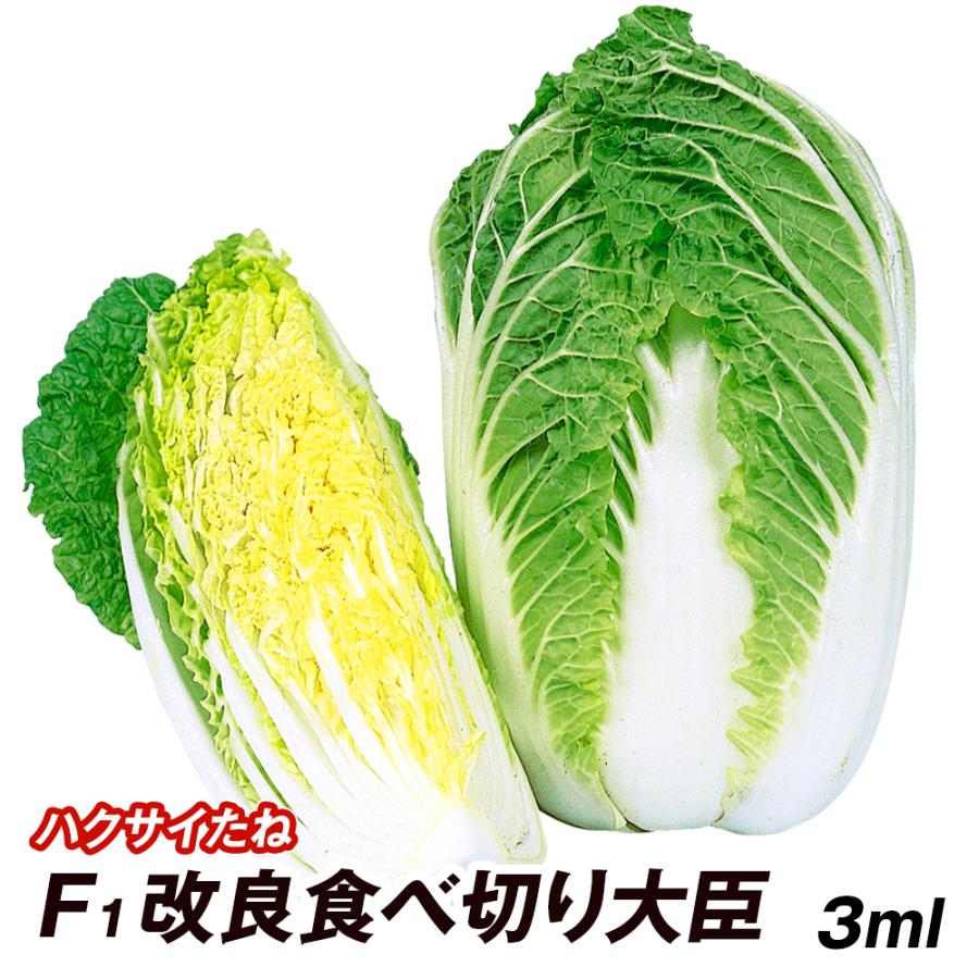 種 野菜たね ハクサイ F1改良食べ切り大臣 1袋（3ml） ミニ白菜 野菜の種 国華園 : 花と緑 国華園 - 通販 - Yahoo!ショッピング