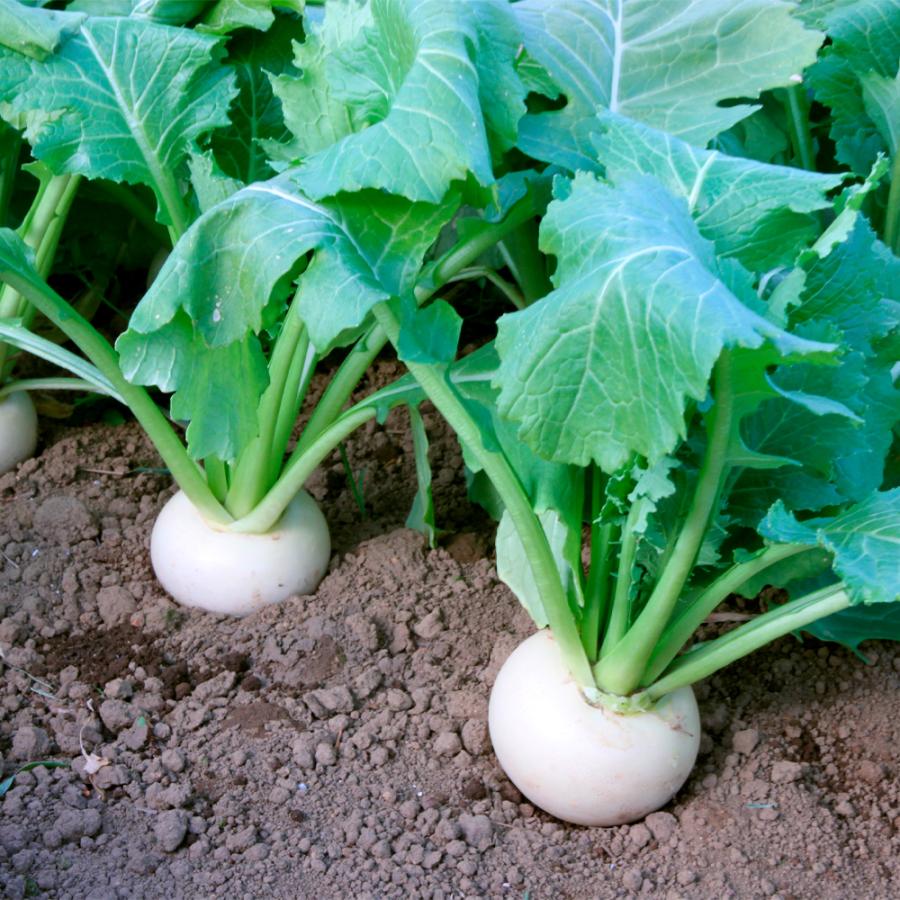 種 野菜たね カブ F1二刀 1袋(3ml) :2023n-p6-0042:花と緑 国華園 - 通販 - Yahoo!ショッピング