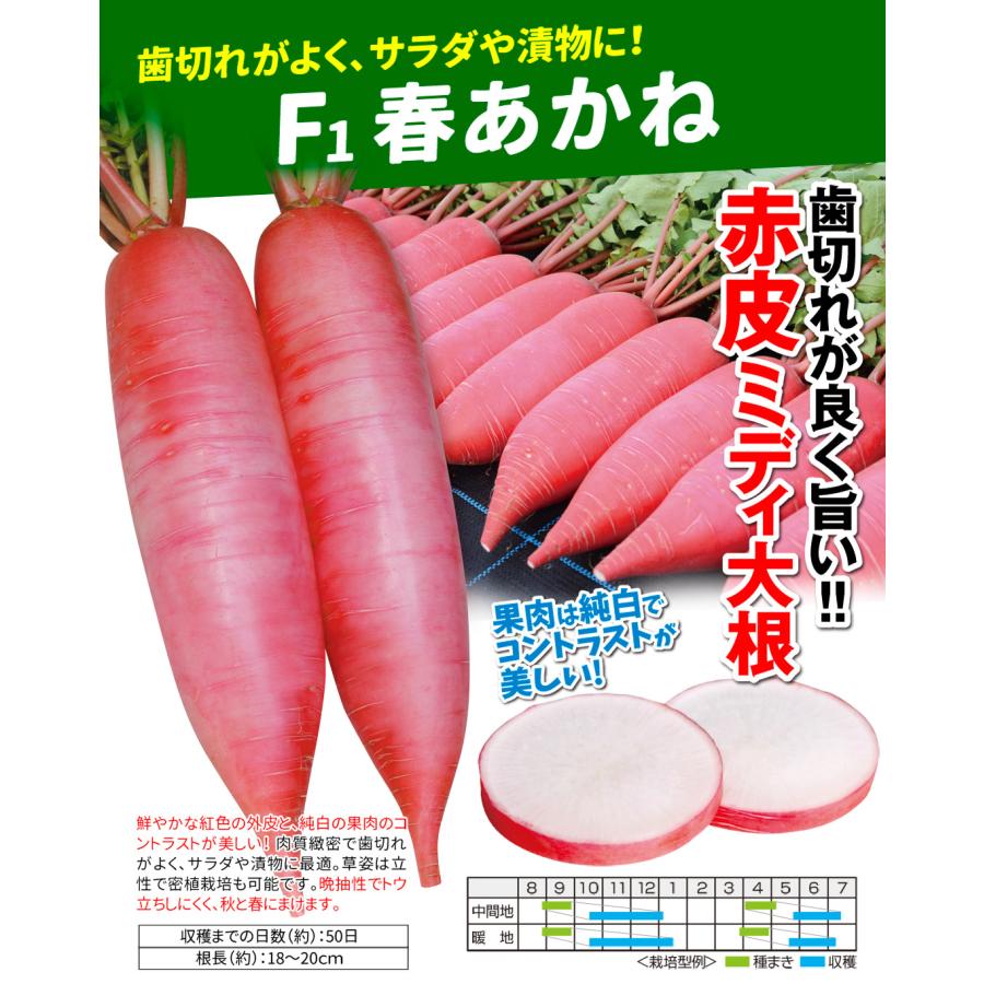 種 野菜たね ダイコン F1春あかね 1袋（2ml） 大根 野菜の種 国華園 : 花と緑 国華園 - 通販 - Yahoo!ショッピング