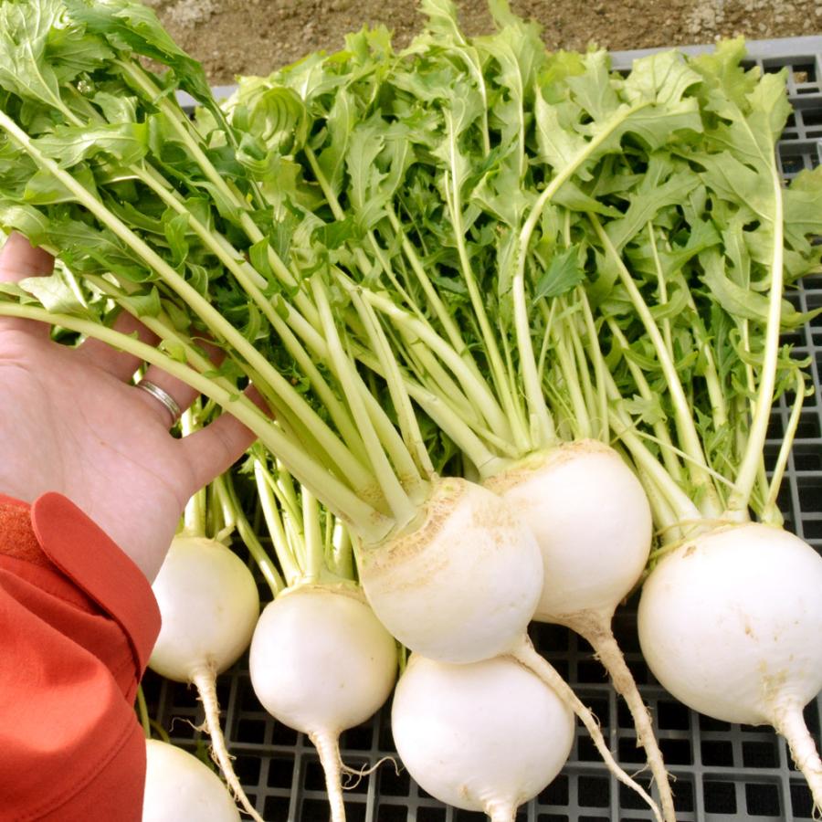 種 野菜たね カブ F1小粋菜 1袋（3ml） こいきな 蕪 野菜の種 国華園 : 花と緑 国華園 - 通販 - Yahoo!ショッピング