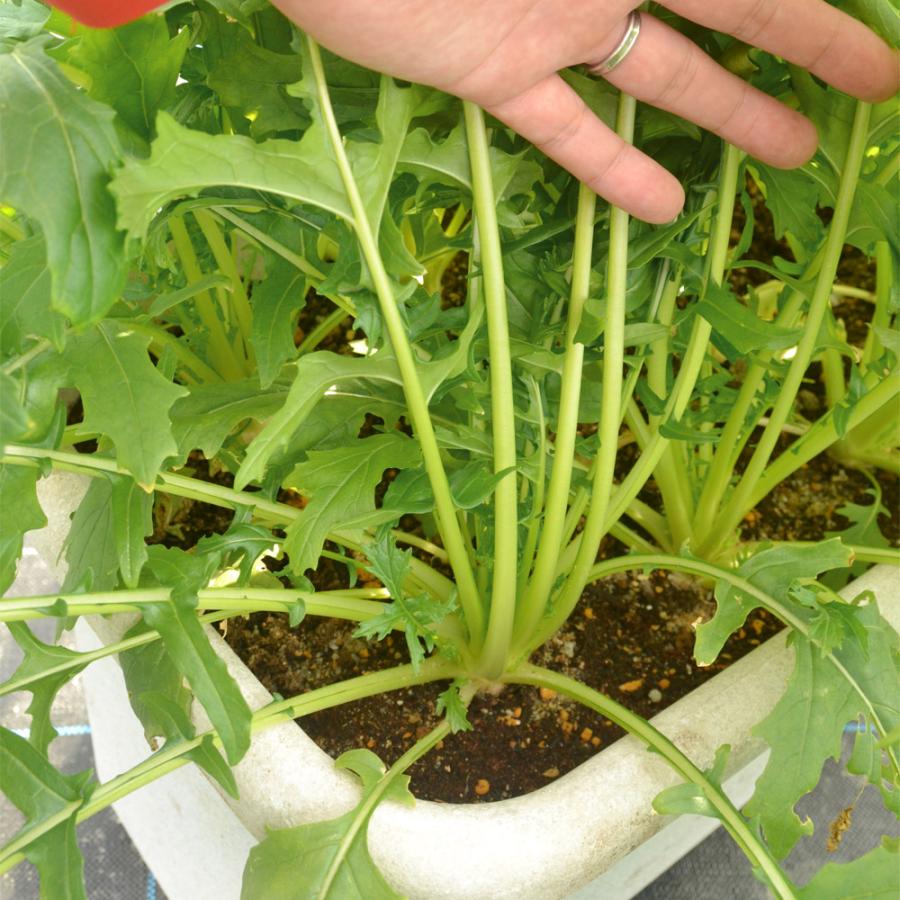 種 野菜たね カブ F1小粋菜 1袋（3ml） こいきな 蕪 野菜の種 国華園 : 花と緑 国華園 - 通販 - Yahoo!ショッピング