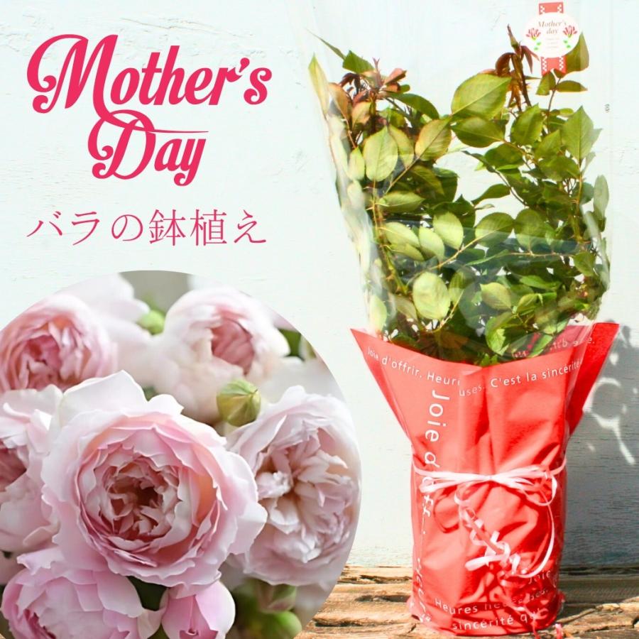 母の日 鉢植え バラ苗 6号鉢 2025 シュクレ Sucre 四季咲き 国産ノイバラ台木使用 : コマツガーデン Yahoo!店 - 通販 - Yahoo!ショッピング