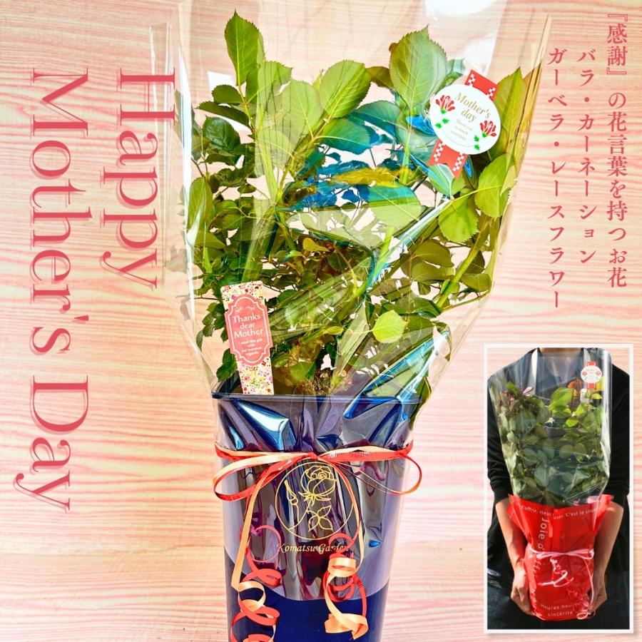 母の日 鉢植え バラ苗 6号鉢 2025 シュクレ Sucre 四季咲き 国産ノイバラ台木使用 : コマツガーデン Yahoo!店 - 通販 - Yahoo!ショッピング