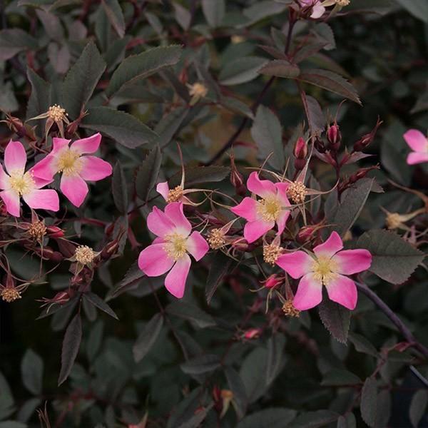バラ苗 予約新苗 2025 ロサ ルブリフォリア Rosa rubrifolia バラ苗 予約新苗 2025 ロサ ルブリフォリア Rosa rubrifolia
