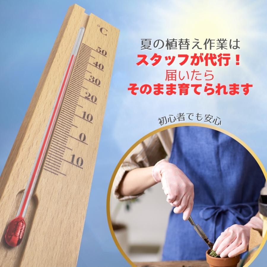 土や鉢の用意が不要 植え替え済みバラ苗 プリンセス クレア ドゥ ベルジック Princess Claire de Belgique 国産ノイバラ台木使用 秋準備に最適 8号鉢 ガイド付 ...