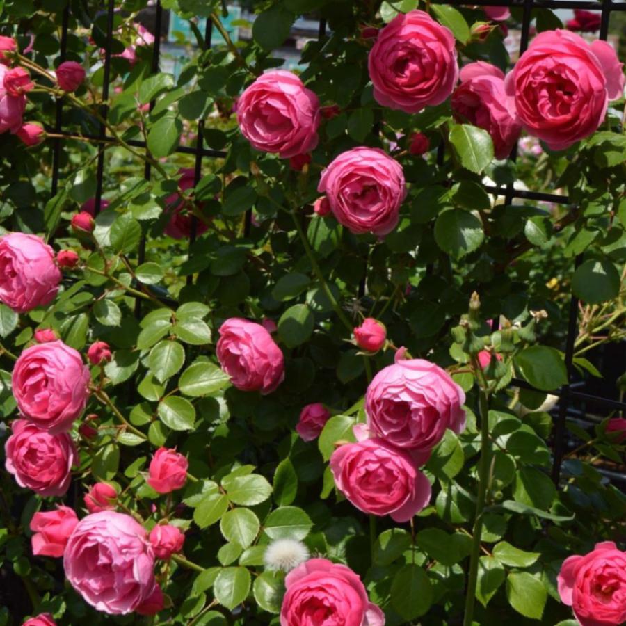 バラ苗 鉢植え6寸 2025 ポンポネッラ Pomponella : コマツガーデン Yahoo!店 - 通販 - Yahoo!ショッピング