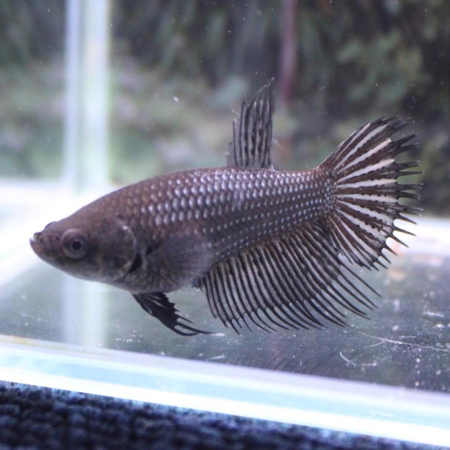 ベタ クラウンテール メス ブラック 01F0127-029 熱帯魚 生体 : 有限会社高知熱帯魚サービス - 通販 - Yahoo!ショッピング