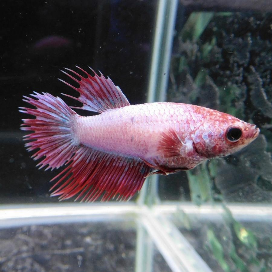 ベタ クラウンテール メス パステル 01F0127-033 熱帯魚 生体 : 有限会社高知熱帯魚サービス - 通販 - Yahoo!ショッピング