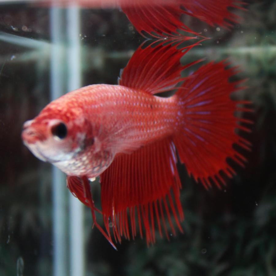 ベタ クラウンテール メス レッド 01F0127-046 熱帯魚 生体 : 有限会社高知熱帯魚サービス - 通販 - Yahoo!ショッピング