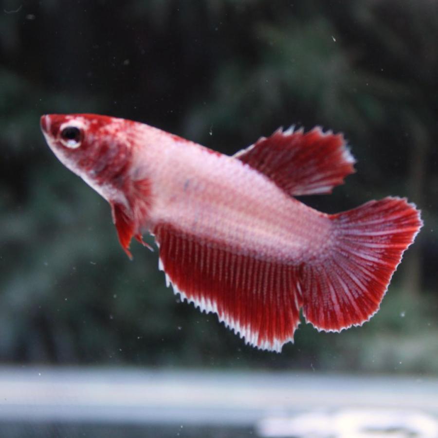 ベタ ショーベタ メス レッドバタフライ 03F0127-095 ハーフムーン 熱帯魚 生体 : 有限会社高知熱帯魚サービス - 通販 - Yahoo!ショッピング