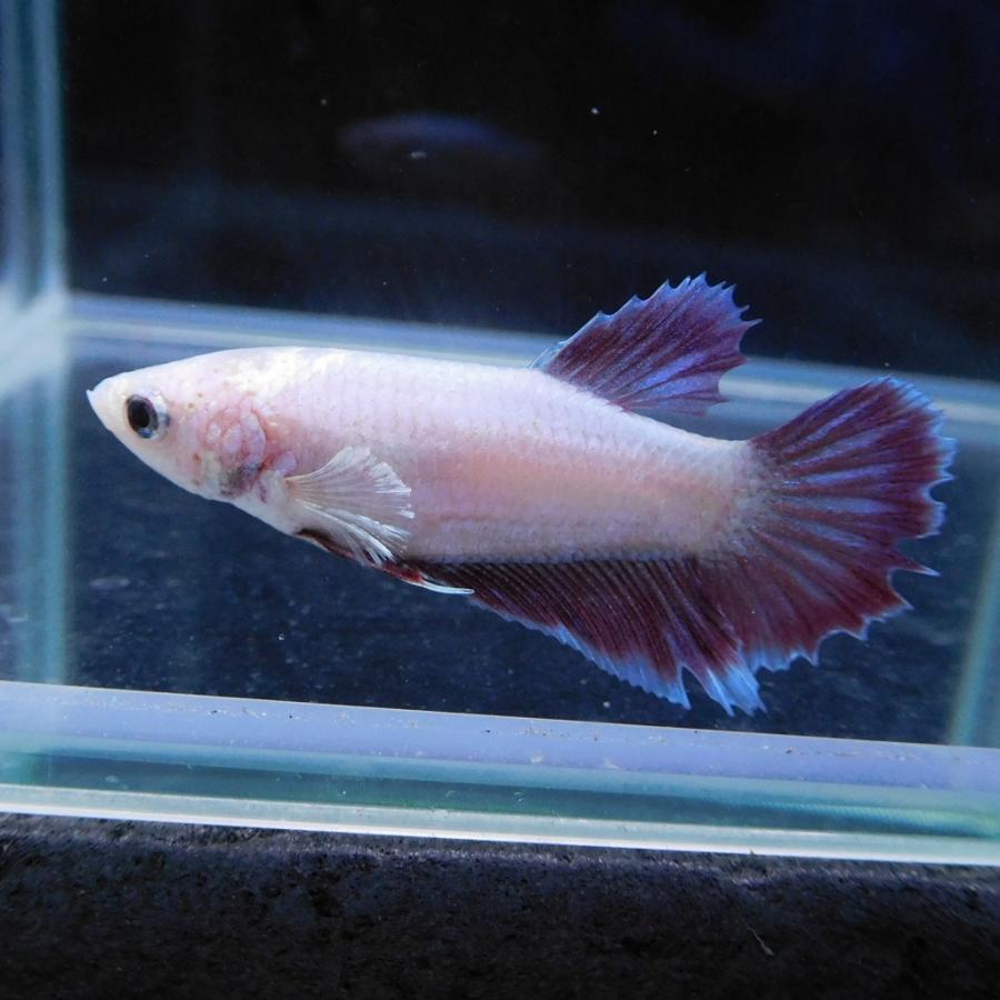 ベタ ショーベタ メス ファンシー 欠損あり 03F0408-002 ハーフムーン 熱帯魚 生体 : 有限会社高知熱帯魚サービス - 通販 - Yahoo!ショッピング