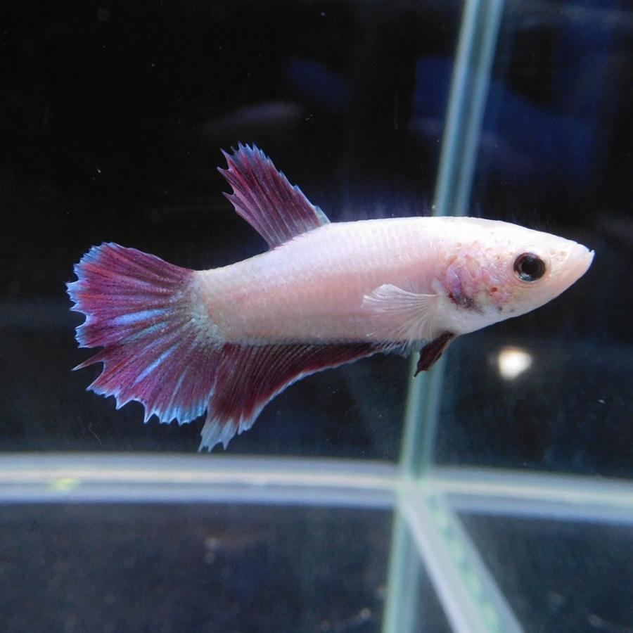 ベタ ショーベタ メス ファンシー 欠損あり 03F0408-002 ハーフムーン 熱帯魚 生体 : 有限会社高知熱帯魚サービス - 通販 - Yahoo!ショッピング