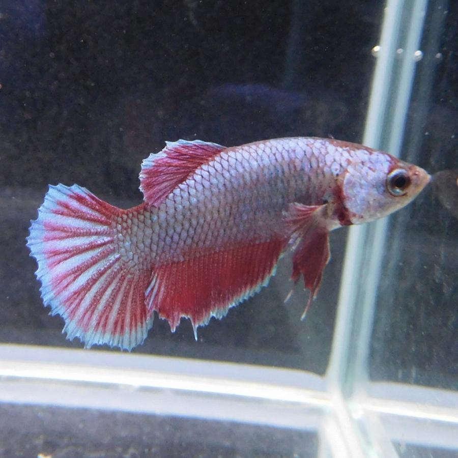 ベタ ショーベタ メス ファンシー 欠損あり 03F0408-005 ハーフムーン 熱帯魚 生体 : 有限会社高知熱帯魚サービス - 通販 - Yahoo!ショッピング