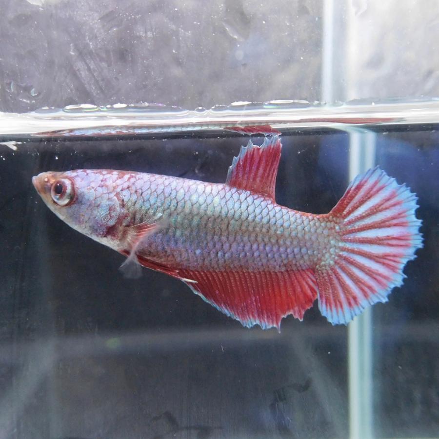 ベタ ショーベタ メス ファンシー 欠損あり 03F0408-005 ハーフムーン 熱帯魚 生体 : 有限会社高知熱帯魚サービス - 通販 - Yahoo!ショッピング