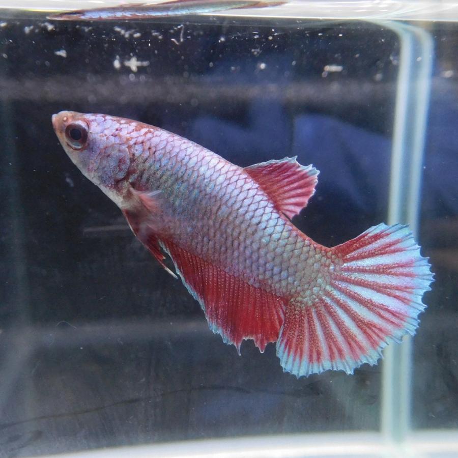 ベタ ショーベタ メス ファンシー 欠損あり 03F0408-005 ハーフムーン 熱帯魚 生体 : 有限会社高知熱帯魚サービス - 通販 - Yahoo!ショッピング