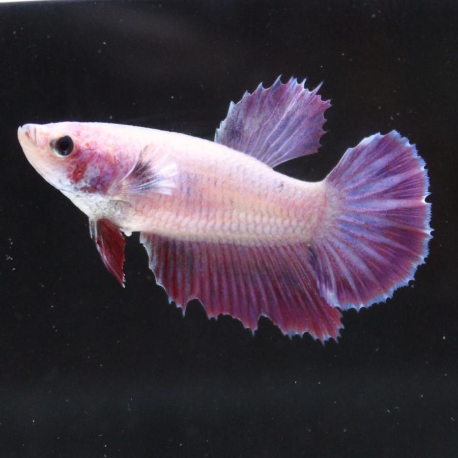 ベタ ショーベタ メス ラベンダー 03F0408-015 ハーフムーン 熱帯魚 生体 : 有限会社高知熱帯魚サービス - 通販 - Yahoo!ショッピング