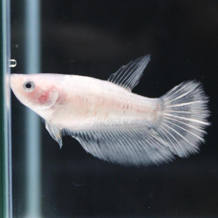 ベタ ショーベタ メス ファンシーホワイト 03F0408-024 ハーフムーン 熱帯魚 生体 : 有限会社高知熱帯魚サービス - 通販 - Yahoo!ショッピング