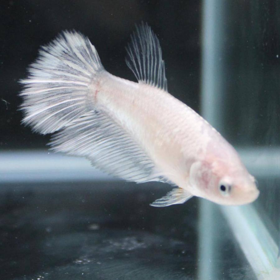 ベタ ショーベタ メス ファンシーホワイト 03F0408-024 ハーフムーン 熱帯魚 生体 : 有限会社高知熱帯魚サービス - 通販 - Yahoo!ショッピング