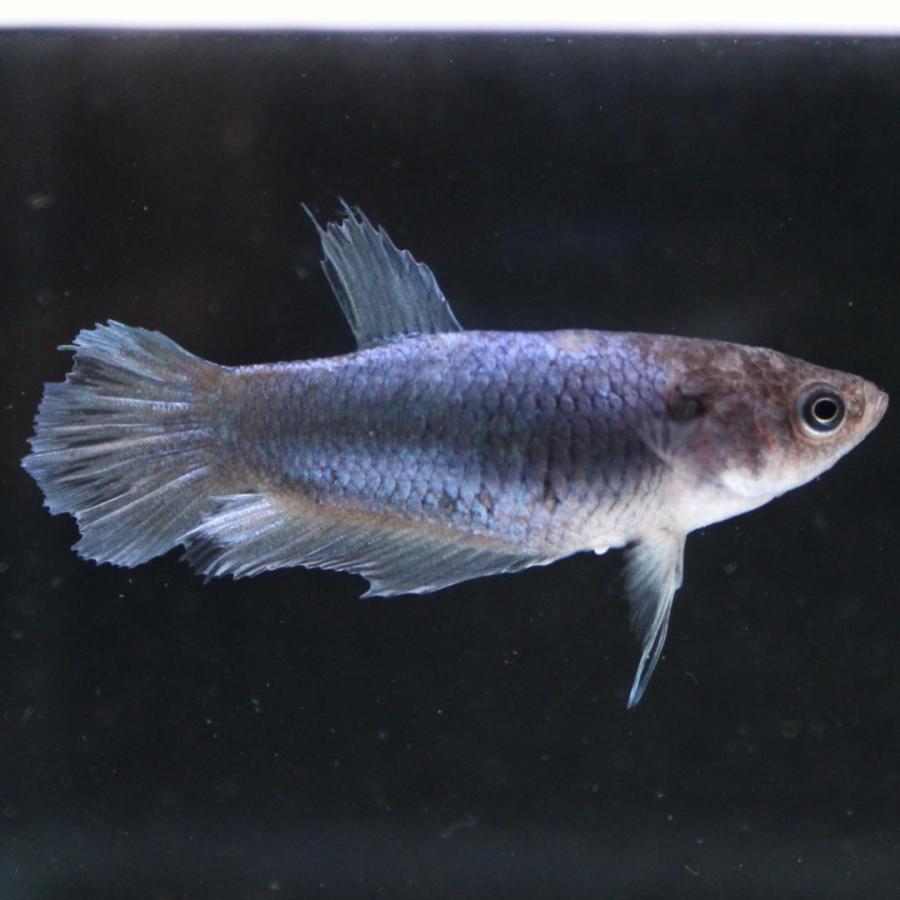 ベタ ショーベタ メス ブルー 欠損あり 03F0408-025 ハーフムーン 熱帯魚 生体 : 有限会社高知熱帯魚サービス - 通販 - Yahoo!ショッピング