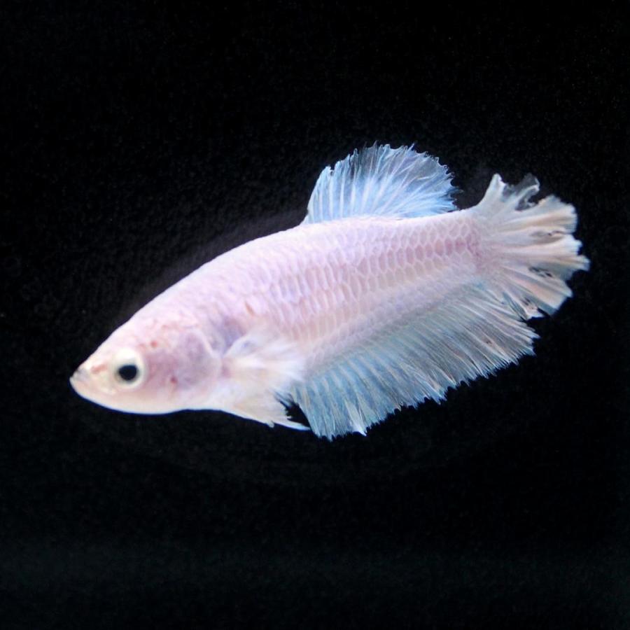 ベタ ショーベタ メス パステル 欠損あり 03F0408-028 ハーフムーン 熱帯魚 生体 : 有限会社高知熱帯魚サービス - 通販 - Yahoo!ショッピング