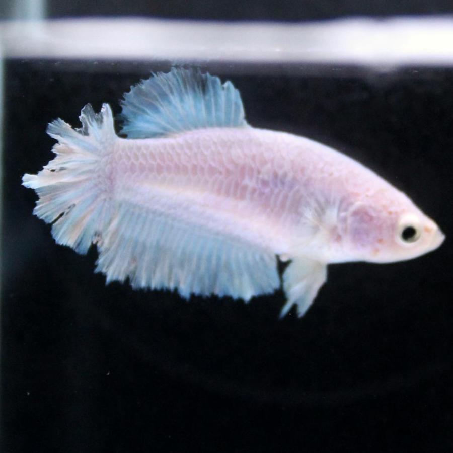 ベタ ショーベタ メス パステル 欠損あり 03F0408-028 ハーフムーン 熱帯魚 生体 : 有限会社高知熱帯魚サービス - 通販 - Yahoo!ショッピング