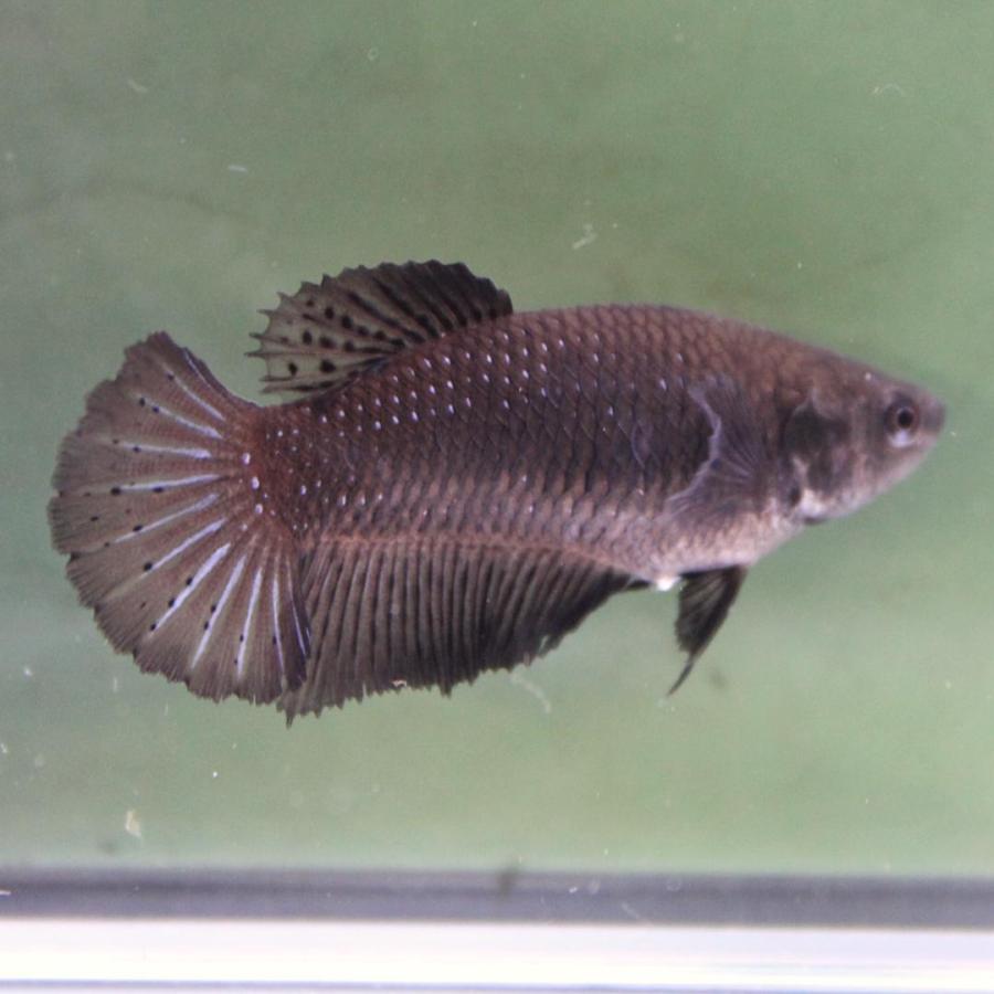 ベタ ショーベタ メス スーパーブラック 03F0408-030 ハーフムーン 熱帯魚 生体 : 有限会社高知熱帯魚サービス - 通販 - Yahoo!ショッピング