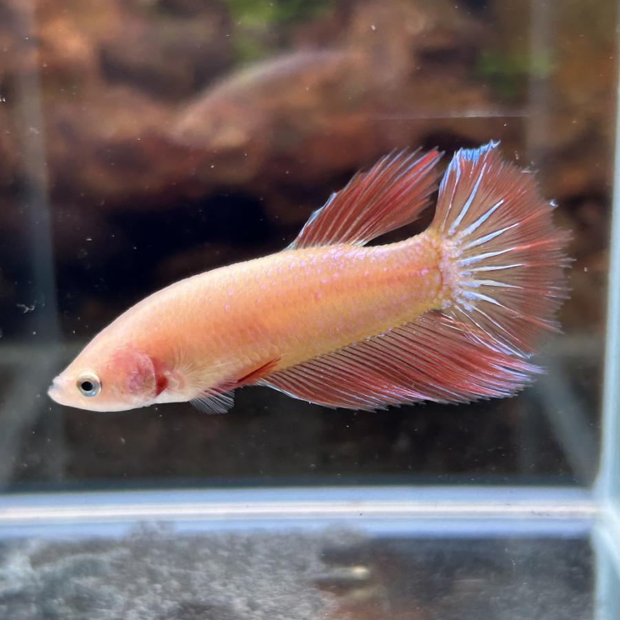 ベタ ショーベタ メス ファンシー 03F0408-034 ハーフムーン 熱帯魚 生体 : 有限会社高知熱帯魚サービス - 通販 - Yahoo!ショッピング