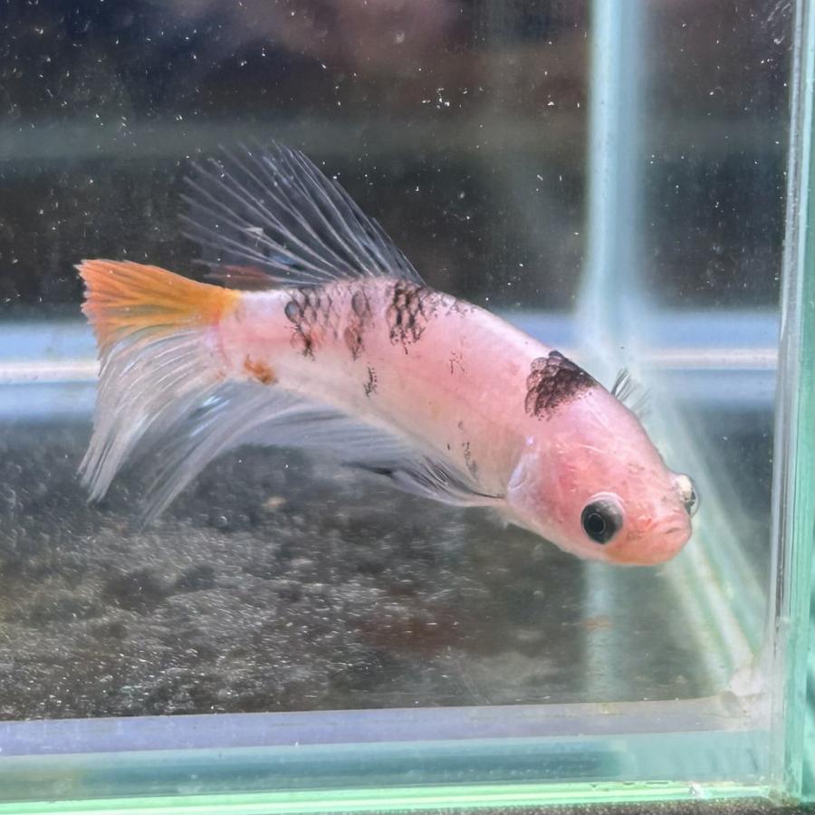 ベタ ショーベタ メス コイカラー 03F0408-042 ハーフムーン 熱帯魚 生体 : 有限会社高知熱帯魚サービス - 通販 - Yahoo!ショッピング