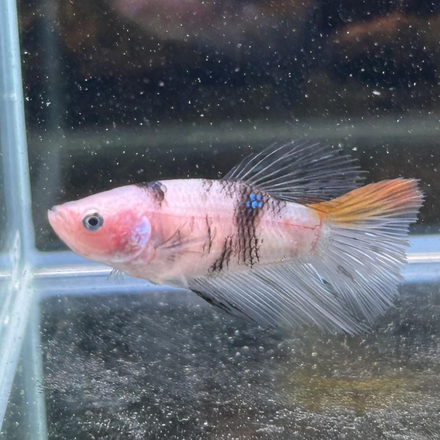 ベタ ショーベタ メス コイカラー 03F0408-042 ハーフムーン 熱帯魚 生体 : 有限会社高知熱帯魚サービス - 通販 - Yahoo!ショッピング