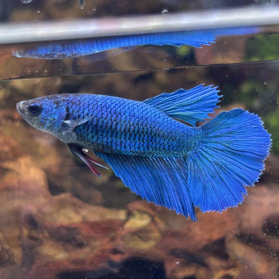 強化SALE中 ベタ ショーベタ メス グリーン 03F0408-053 ハーフムーン 熱帯魚 生体 7月末まで : 有限会社高知熱帯魚サービス - 通販 - Yahoo!ショッピング