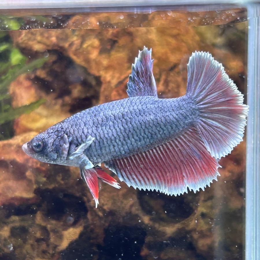 ベタ ショーベタ メス スチールブルー 03F0408-059 ハーフムーン 熱帯魚 生体 : 有限会社高知熱帯魚サービス - 通販 - Yahoo!ショッピング