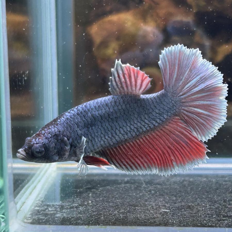 ベタ ショーベタ メス スチールブルー 03F0408-059 ハーフムーン 熱帯魚 生体 : 有限会社高知熱帯魚サービス - 通販 - Yahoo!ショッピング
