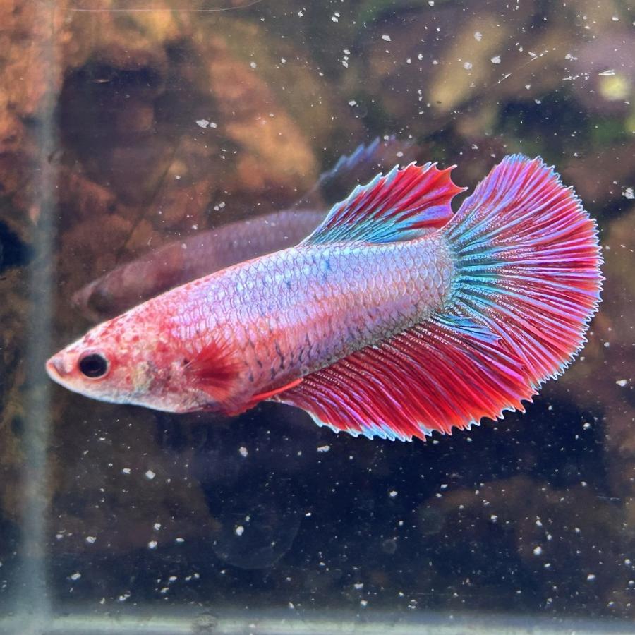 強化SALE中 ベタ ショーベタ メス ファンシー 03F0408-064 ハーフムーン 熱帯魚 生体 7月まで : 有限会社高知熱帯魚サービス - 通販 - Yahoo!ショッピング