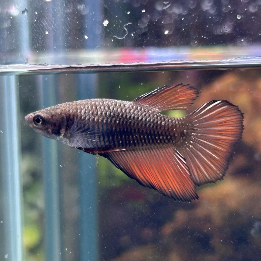 強化SALE中 ベタ ショーベタ メス ファンシー 03F0408-066 ハーフムーン 熱帯魚 生体 7月まで : 有限会社高知熱帯魚サービス - 通販 - Yahoo!ショッピング