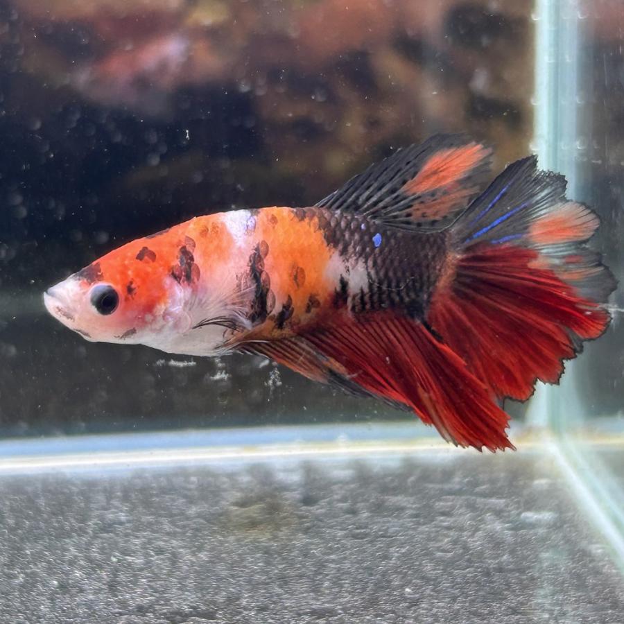 強化SALE中 ベタ ショーベタ メス コイカラー 03F0408-067 ハーフムーン 熱帯魚 生体 7月まで : 有限会社高知熱帯魚サービス - 通販 - Yahoo!ショッピング