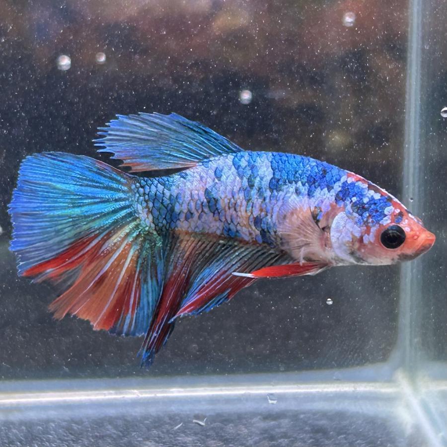 強化SALE中 ベタ ショーベタ メス ファンシーブルー 03F0408-073 ハーフムーン 熱帯魚 生体 7月まで : 有限会社高知熱帯魚サービス - 通販 - Yahoo!ショッピング
