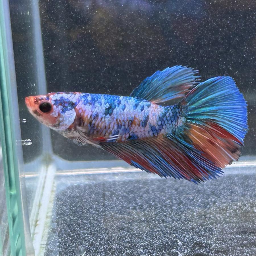 強化SALE中 ベタ ショーベタ メス ファンシーブルー 03F0408-073 ハーフムーン 熱帯魚 生体 7月まで : 有限会社高知熱帯魚サービス - 通販 - Yahoo!ショッピング