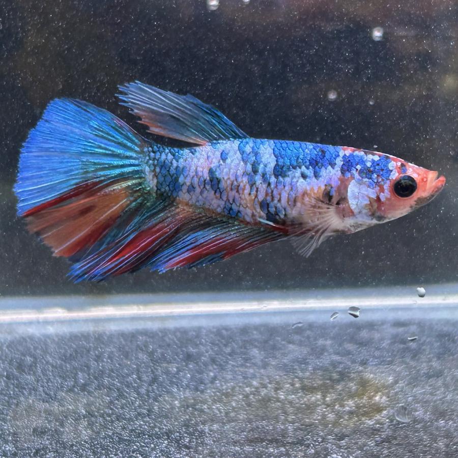 強化SALE中 ベタ ショーベタ メス ファンシーブルー 03F0408-073 ハーフムーン 熱帯魚 生体 7月まで : 有限会社高知熱帯魚サービス - 通販 - Yahoo!ショッピング